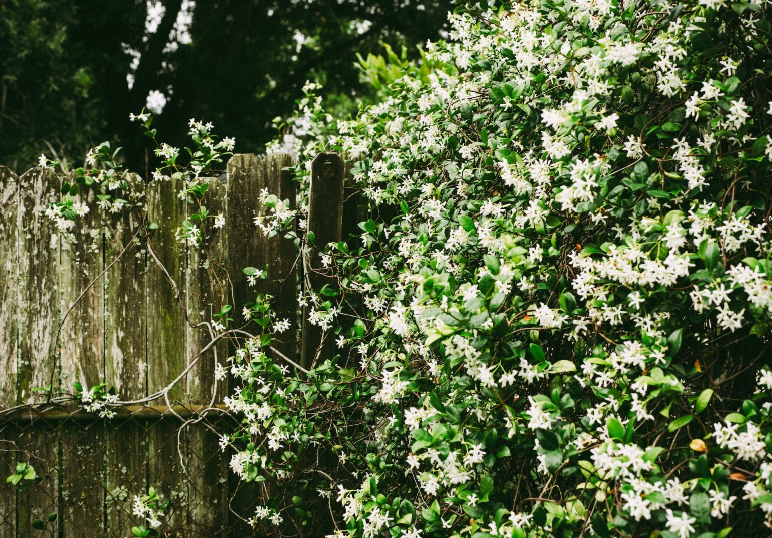 What Does Jasmine Smell Like? – More Scents Than Sense